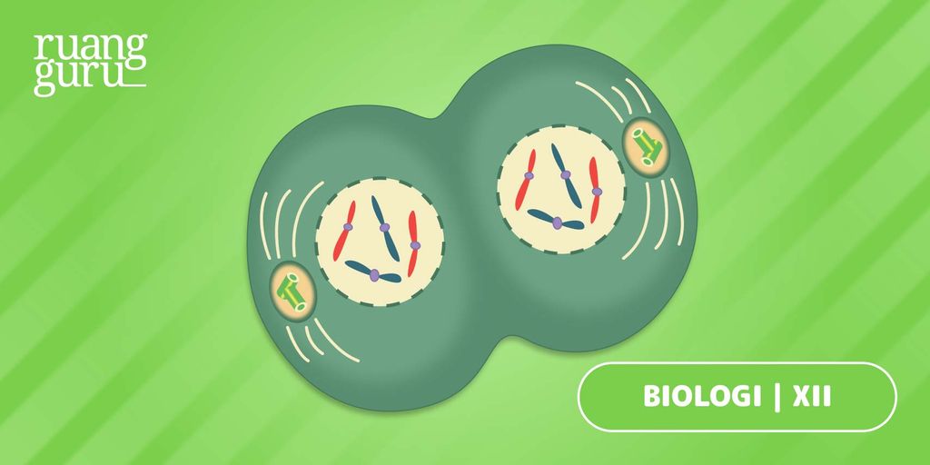 Pengertian & Tahap-Tahap Pembelahan Sel Mitosis | Biologi Kelas 12